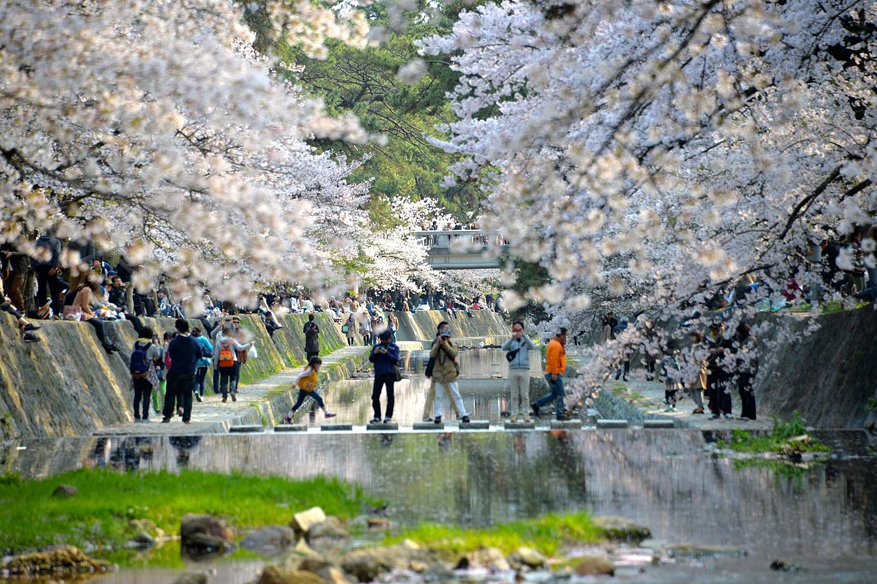Top 5 Cherry Blossom Spots in Kobe | HyogoJapan.com