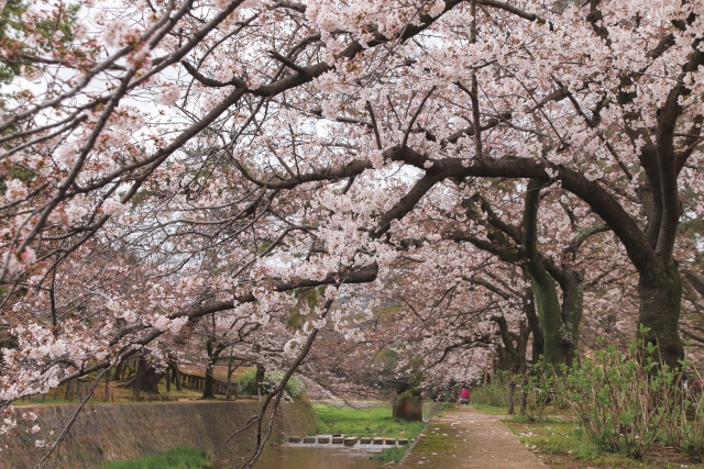 Top 5 Cherry Blossom Spots in Kobe | HyogoJapan.com